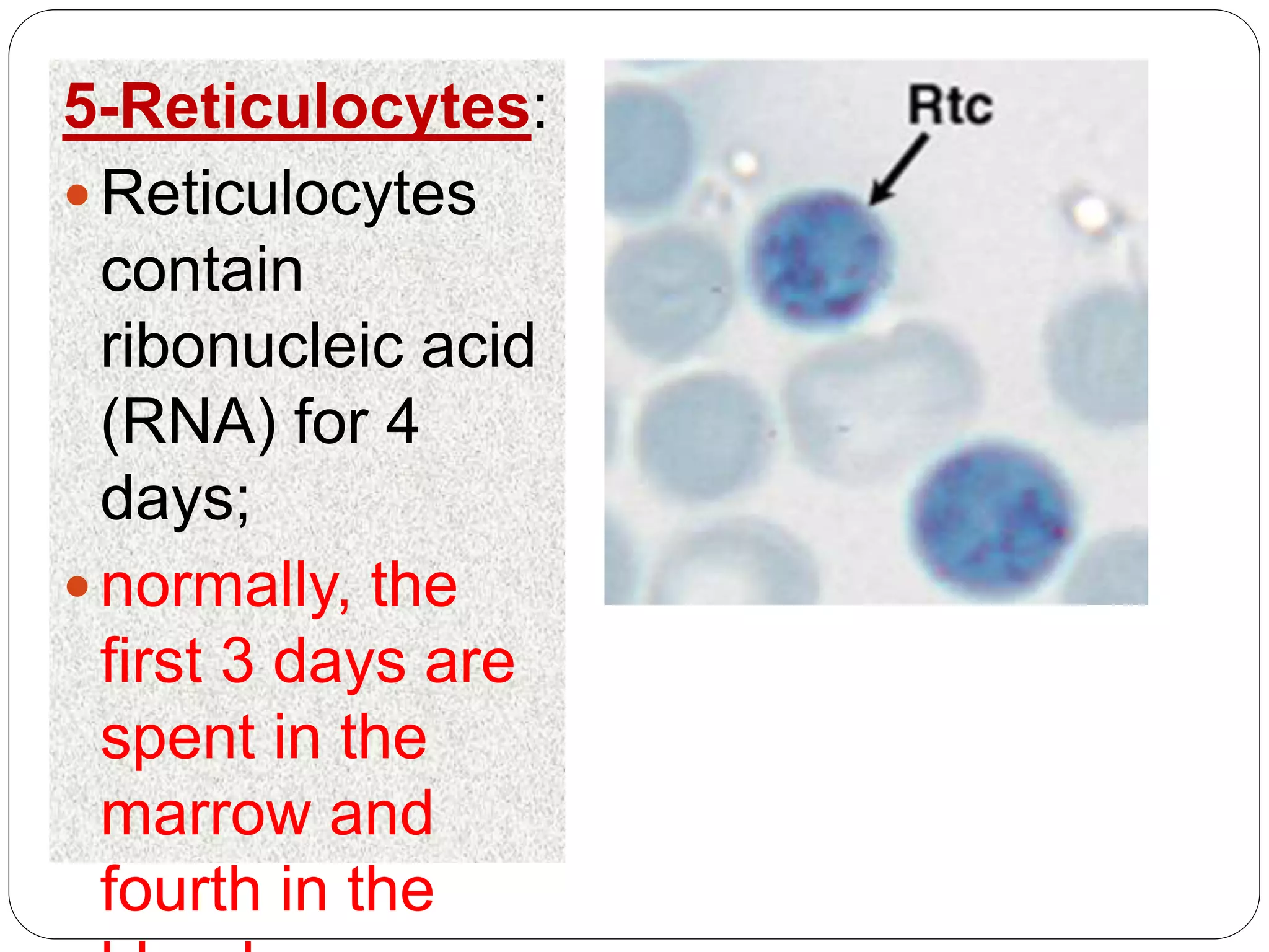 Red Blood Cells Production- Erythropoiesis.ppt