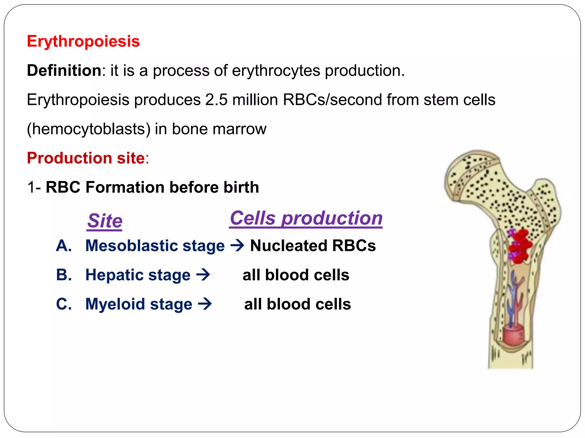 Red Blood Cells Production- Erythropoiesis.ppt