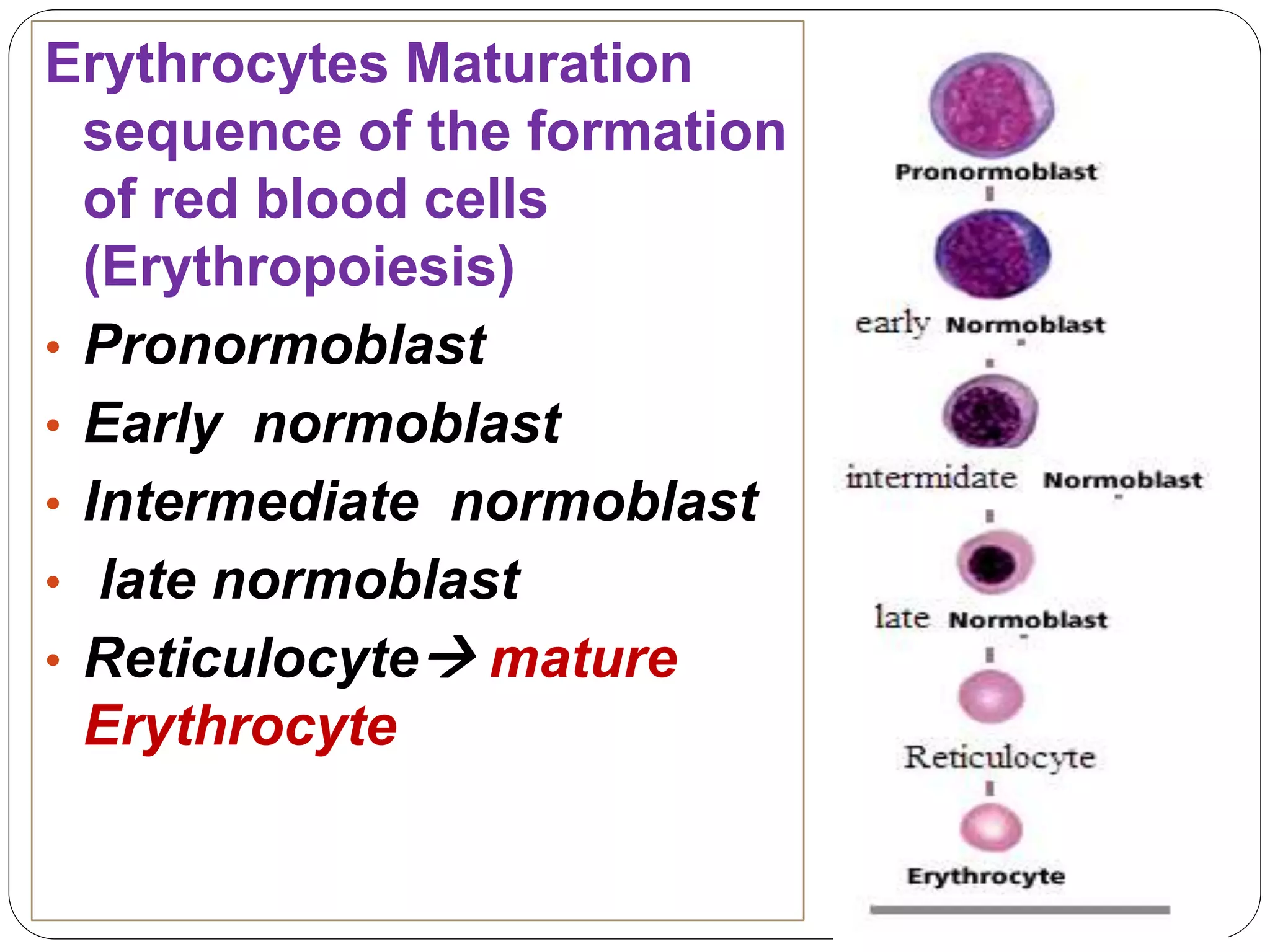 Red Blood Cells Production- Erythropoiesis.ppt