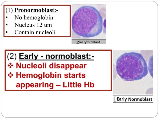 Red Blood Cells Production- Erythropoiesis.ppt | Blood Disorders ...