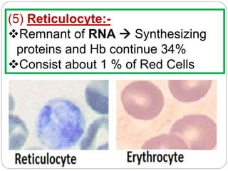 Red Blood Cells Production- Erythropoiesis.ppt