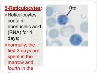Red Blood Cells Production- Erythropoiesis.ppt
