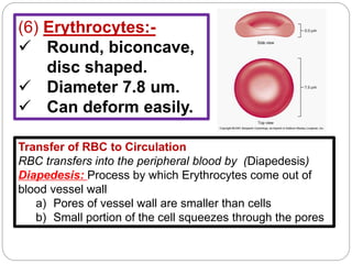 Red Blood Cells Production- Erythropoiesis.ppt | Blood Disorders ...