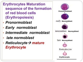 Red Blood Cells Production- Erythropoiesis.ppt