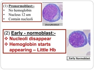 Red Blood Cells Production- Erythropoiesis.ppt