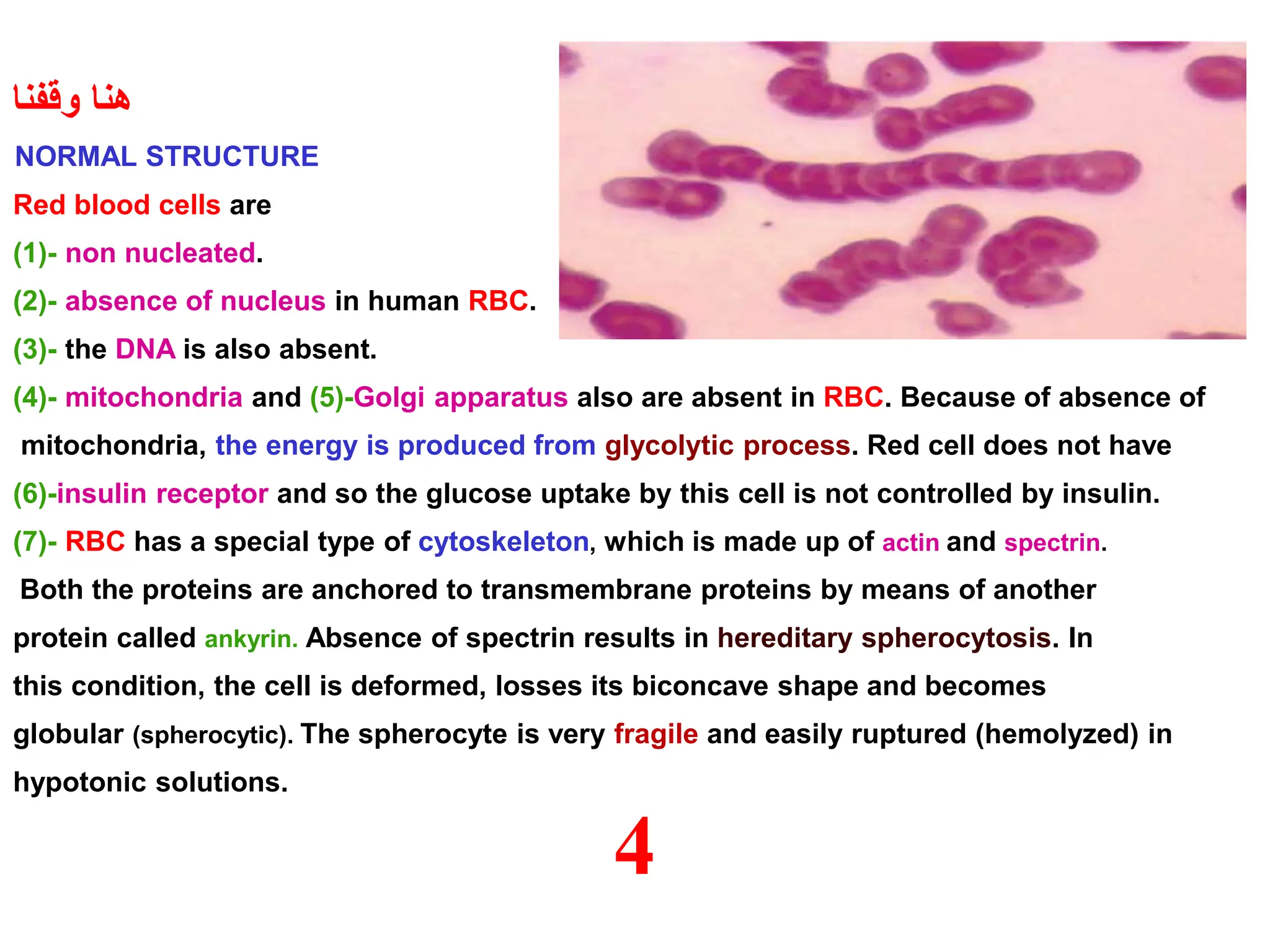 Red blood cells (RBCs).pptx