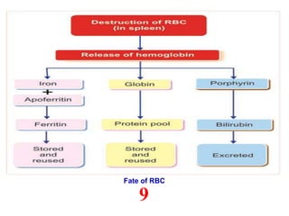 Red blood cells (RBCs).pptx
