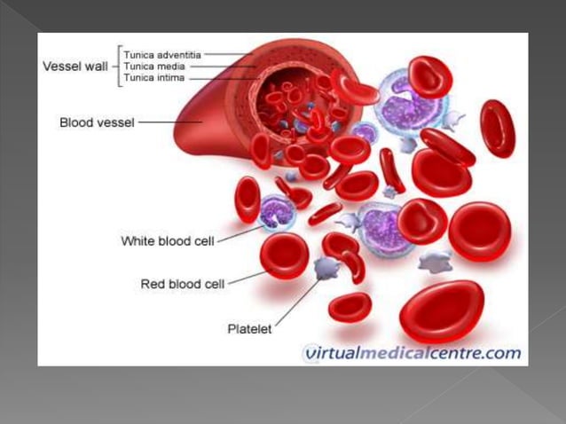 Red blood corpuscles class 9 | PPTX | Blood Disorders | Diseases and ...