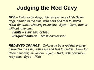Cavy Red by Margo Purdy | PPT