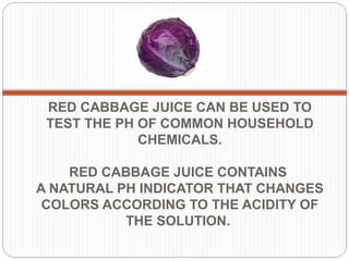 Purple Cabbage Indicator