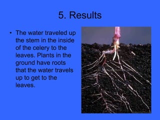 Red celery experiment!!!!!!!!!!!!!! | PPTX