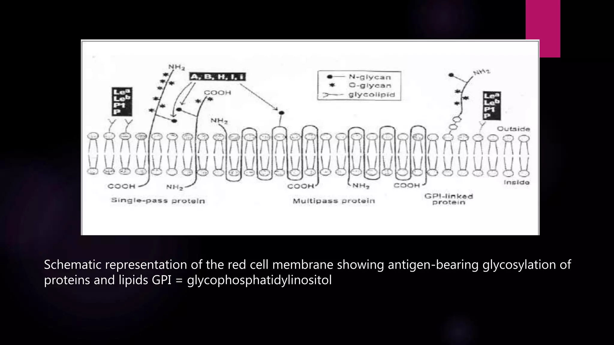 Red cell antigens and functions | PPTX