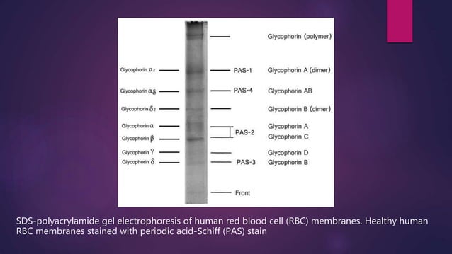 Red cell antigens and functions | PPTX