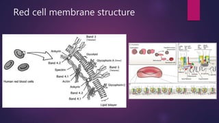 Red cell antigens and functions | PPTX