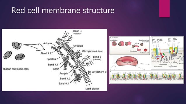 Red cell antigens and functions | PPTX