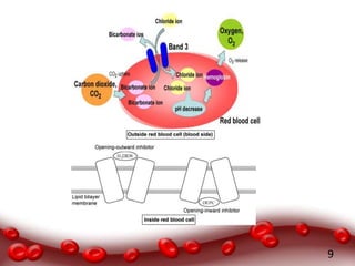 Red cell membrane | PPTX