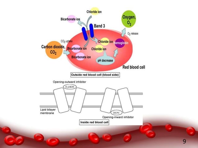 Red cell membrane | PPTX | Blood Disorders | Diseases and Conditions