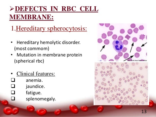 Red cell membrane