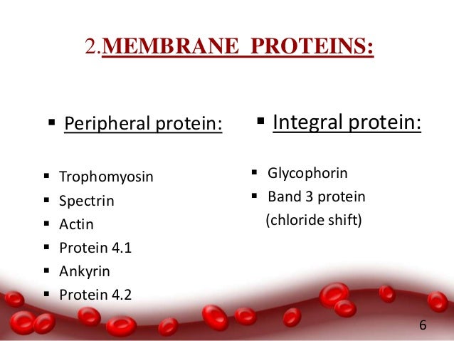 Red cell membrane