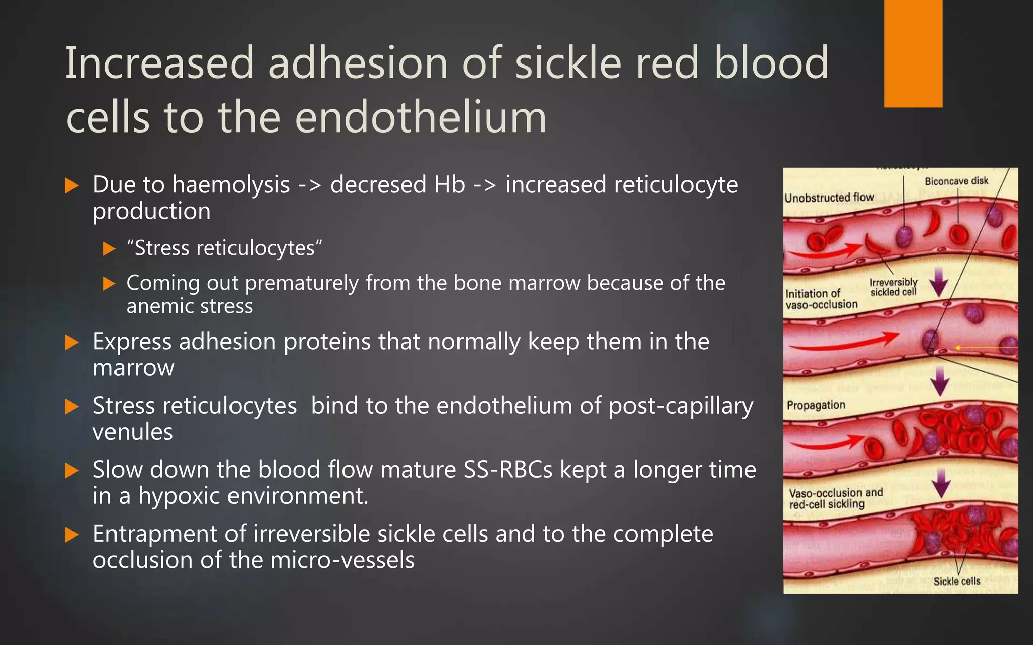 Red Cell Physiology & Pathophysiology of Sickle Cell Disease | PPTX