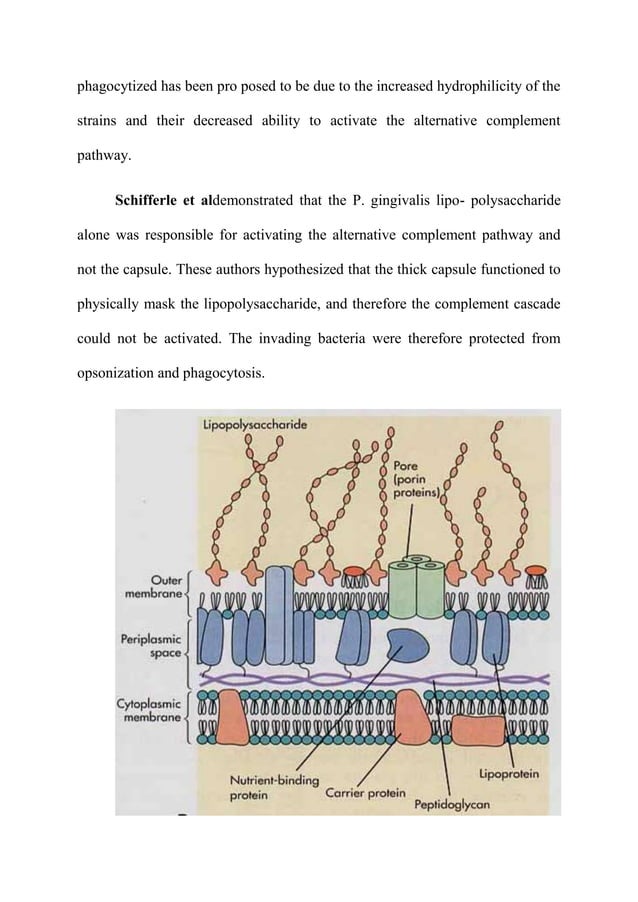 RED COMPLEX ORGANISMS.docx | Dental Health | Diseases and Conditions