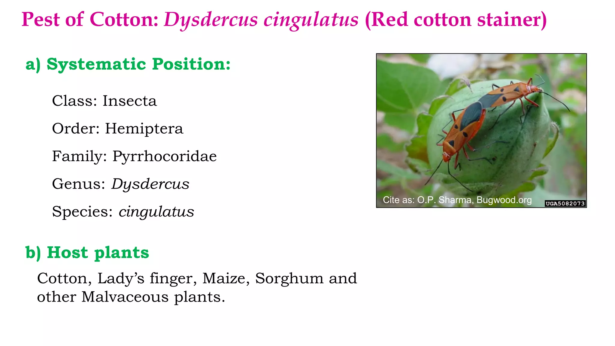 Pest of Cotton: Red cotton bug | PDF