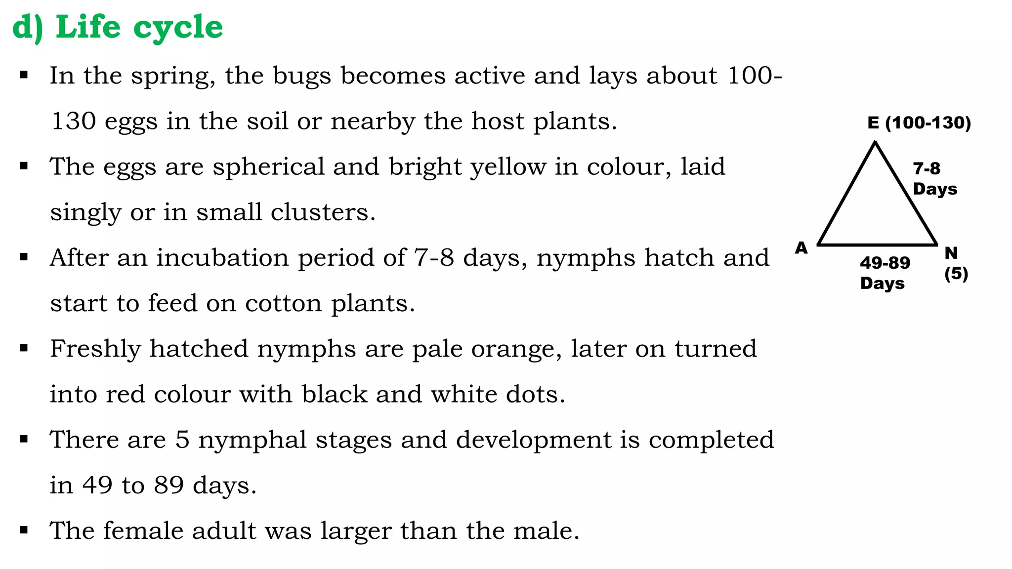 Pest of Cotton: Red cotton bug | PDF