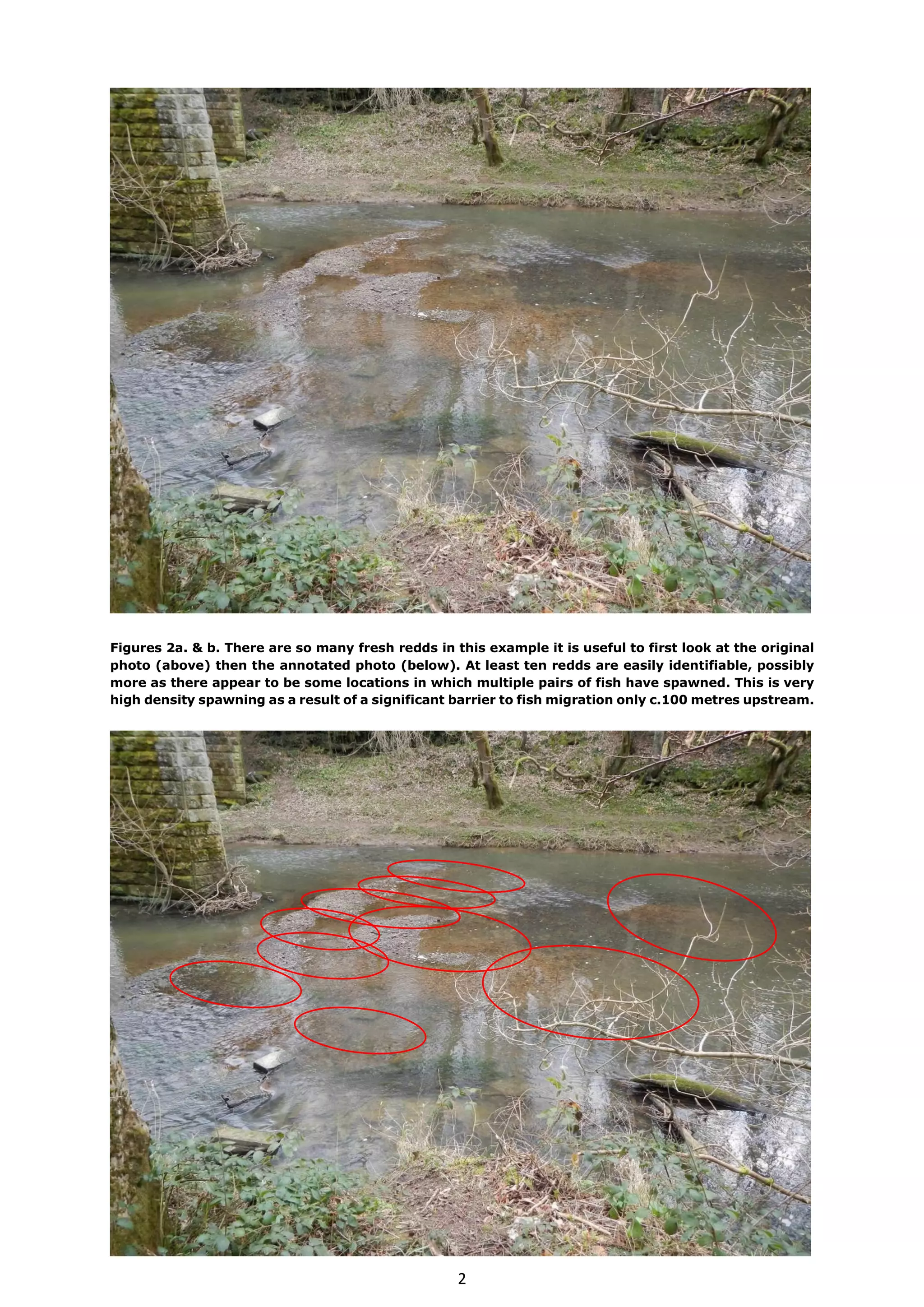 Salmonid redd identification | PDF