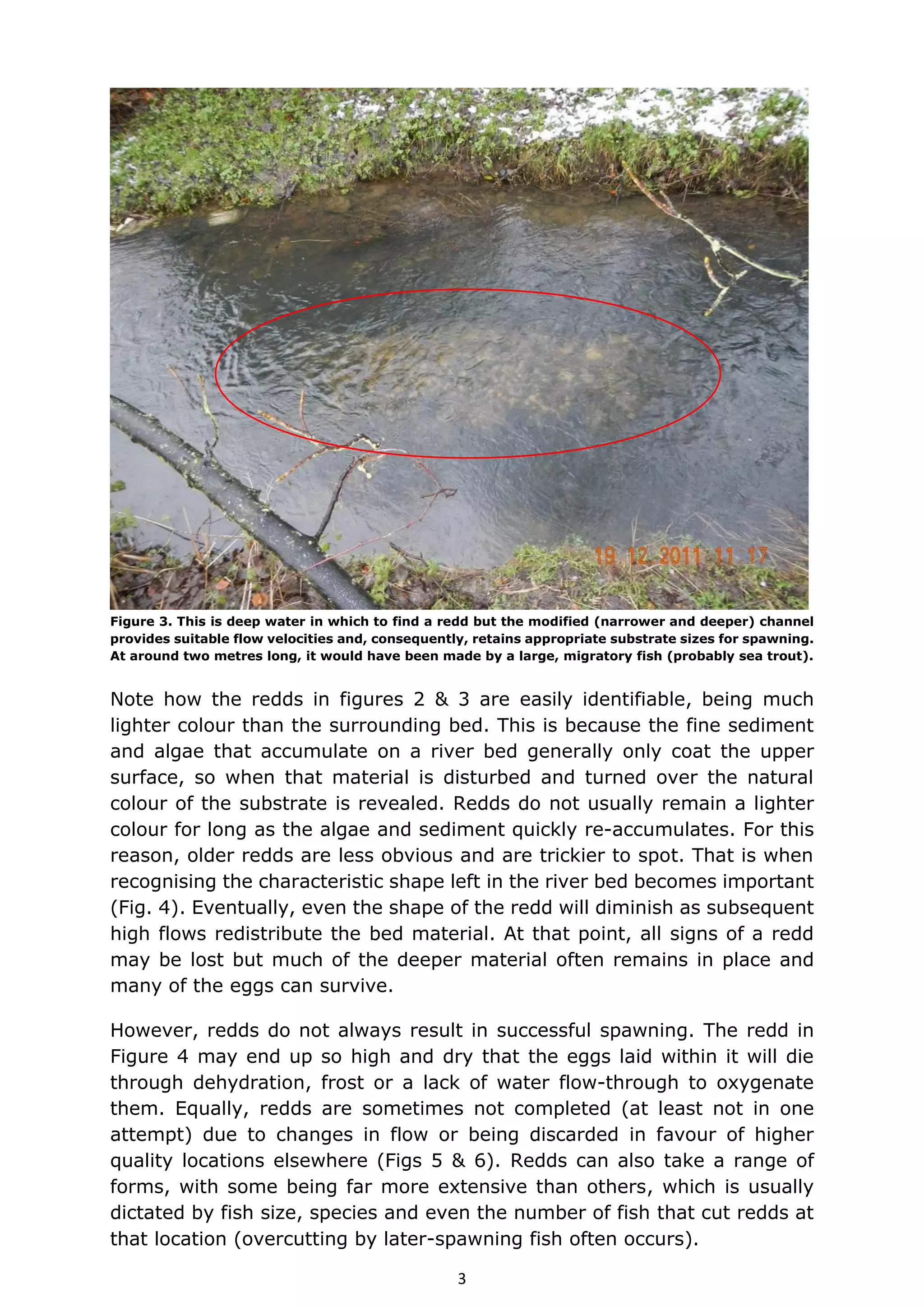 Salmonid redd identification | PDF