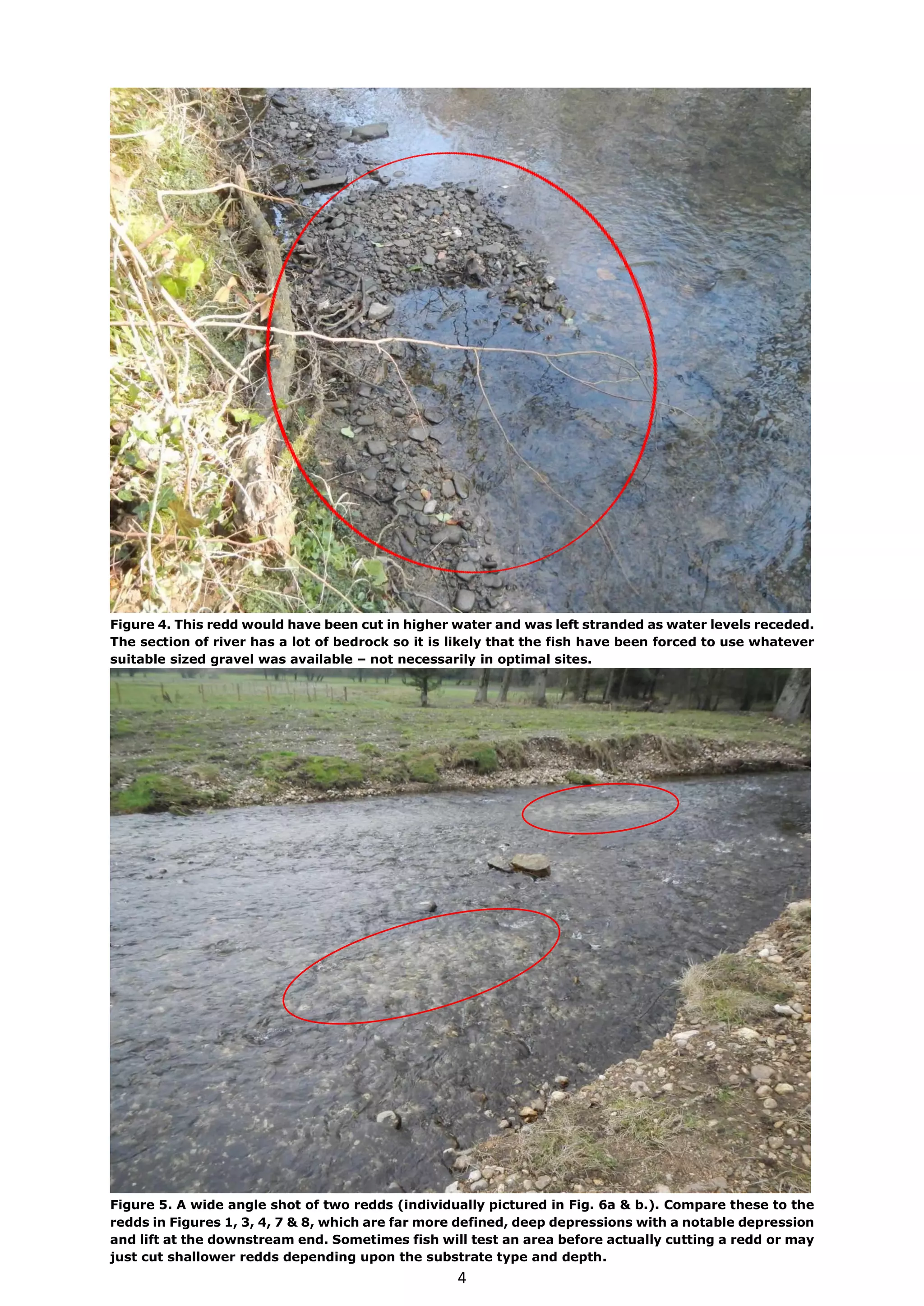 Salmonid redd identification | PDF