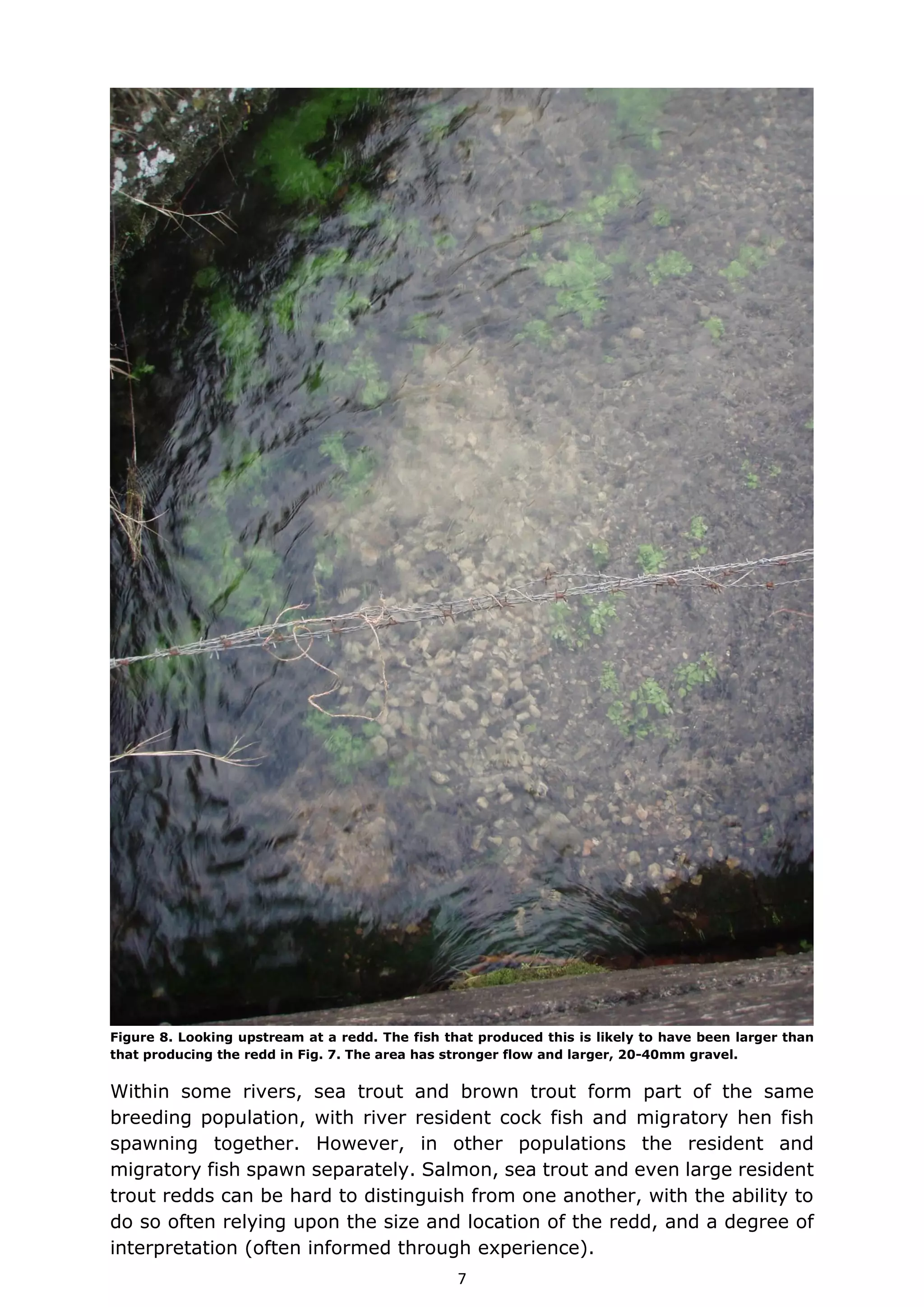 Salmonid redd identification | PDF
