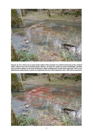 Salmonid redd identification | PDF