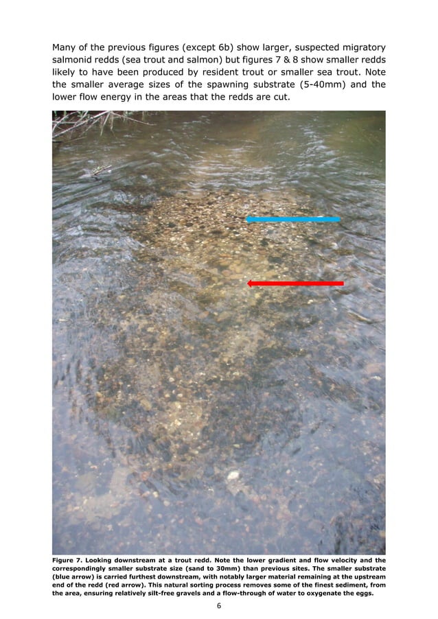 Salmonid redd identification | PDF