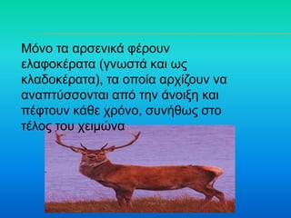 Red deer | PPTX