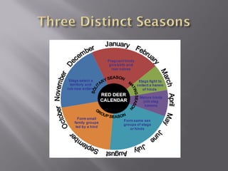 Red Deer Presentation | PDF