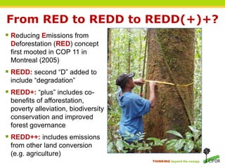 Linking REDD+ and ape conservation in Africa: opportunities and ...