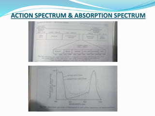 RED DROP AND EMERSON'S EFFECT.pptx