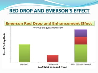 RED DROP AND EMERSON'S EFFECT.pptx
