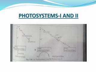RED DROP AND EMERSON'S EFFECT.pptx
