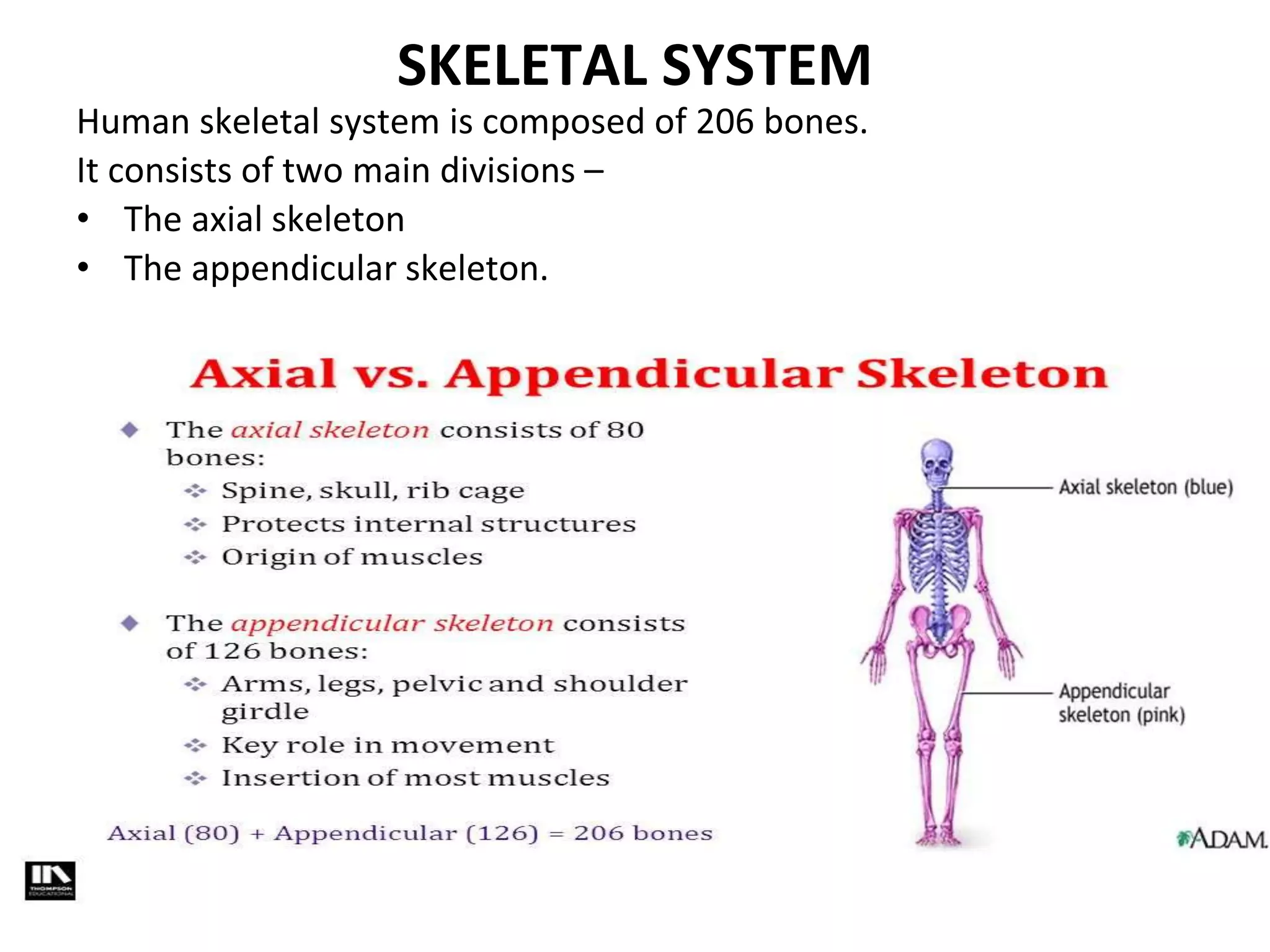 musculo skeletal injuries | PPT