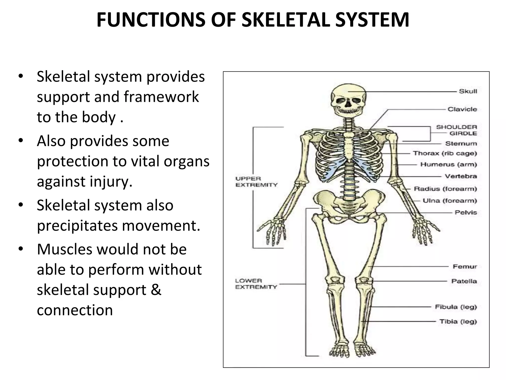musculo skeletal injuries | PPT