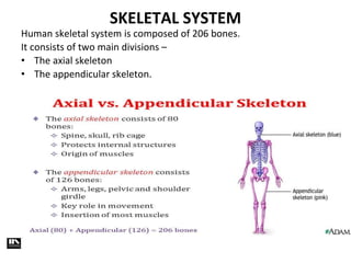 musculo skeletal injuries | PPTX