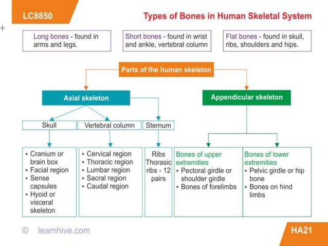 musculo skeletal injuries | PPT