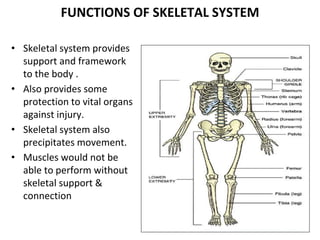 musculo skeletal injuries | PPT