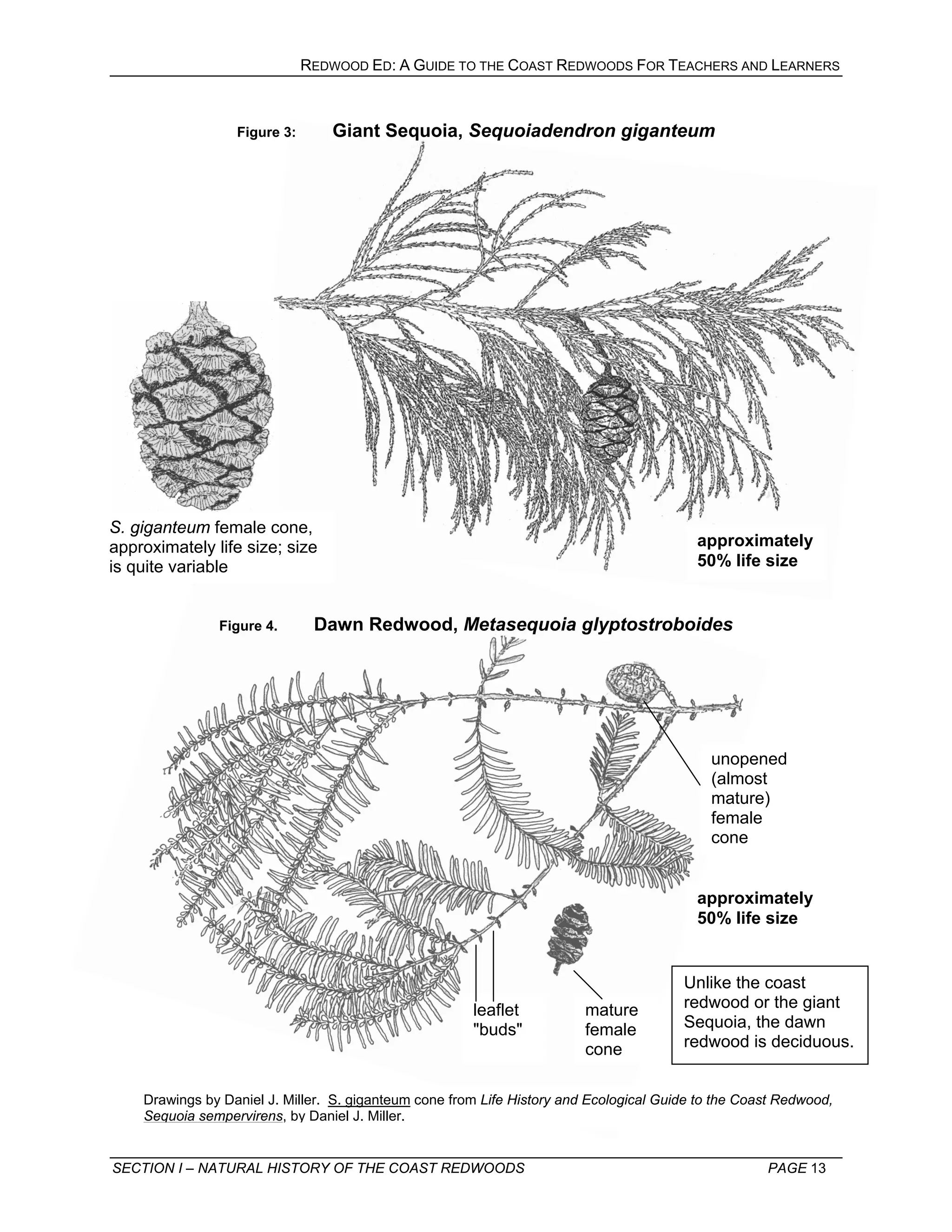 NATURAL HISTORY OF THE COAST REDWOODS | PDF