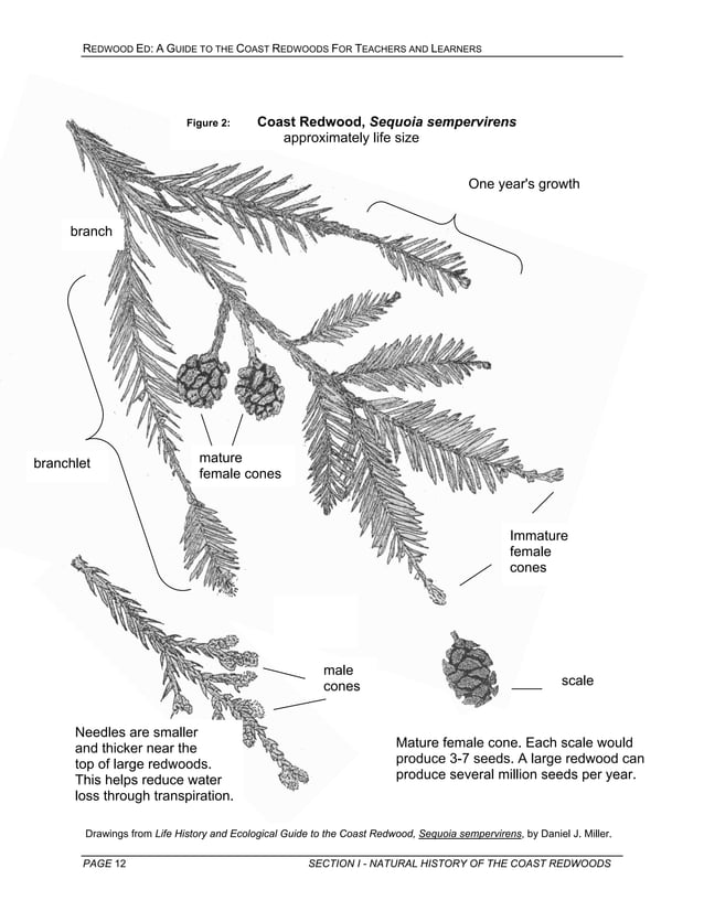NATURAL HISTORY OF THE COAST REDWOODS | PDF | Woodworking | Arts and Crafts