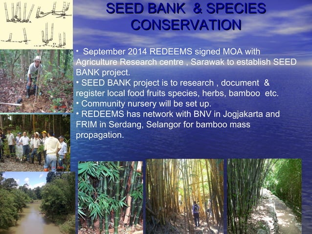Redeems bamboo development. mtib 2 dec | PPT
