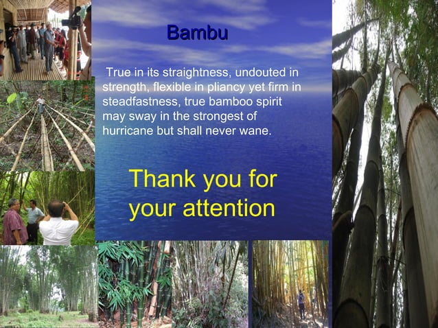 Redeems bamboo development. mtib 2 dec | PPT