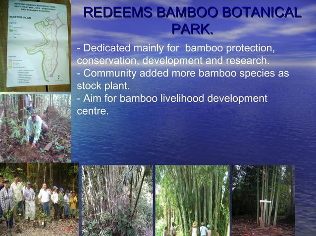 Redeems bamboo development. mtib 2 dec | PPT