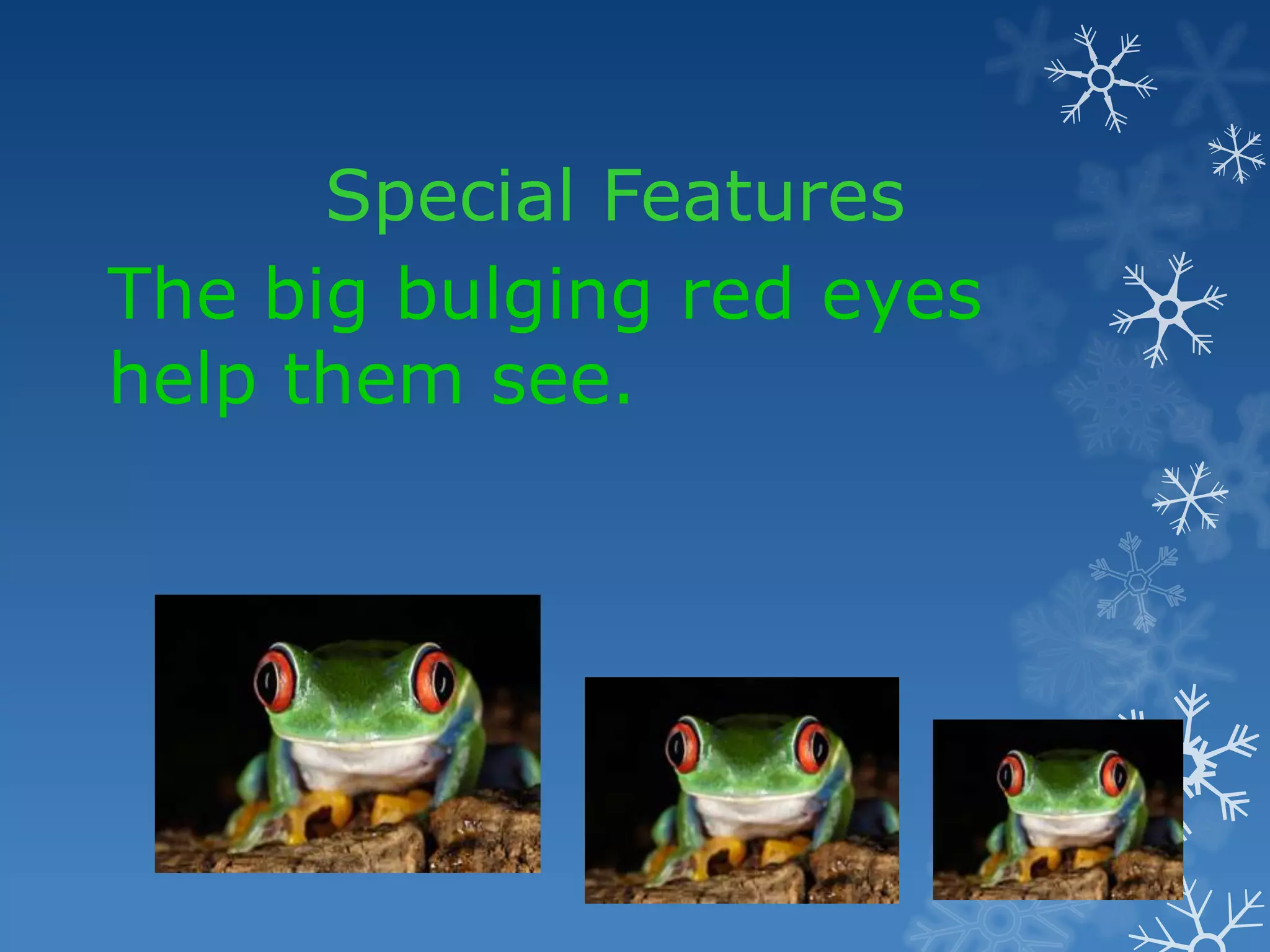 Red eyed tree frog noah s | PPTX | Reptiles | Pets
